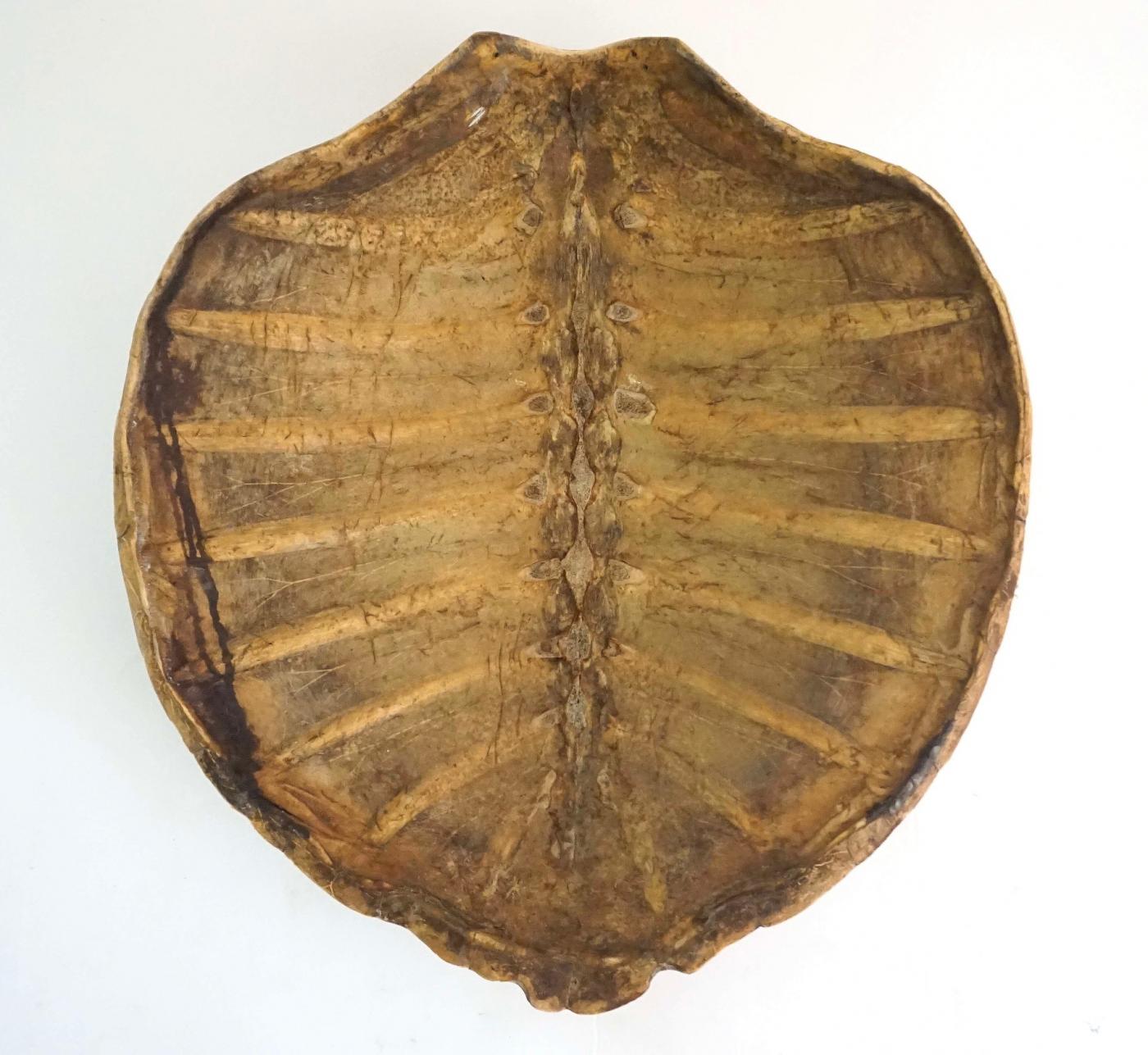 Giant Sea Turtle Carapace or Shell, 19th Century