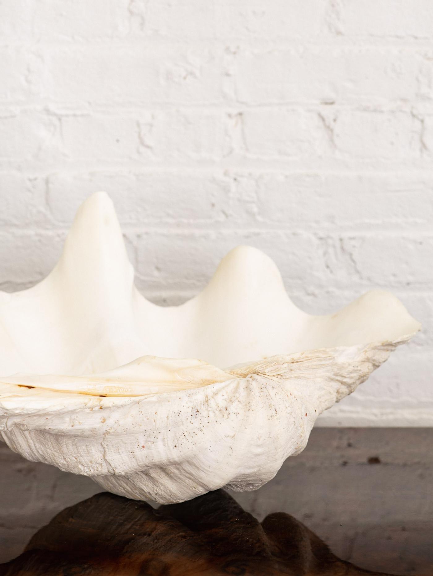 Giant South Pacific Clam Shell Tridacna Gigas