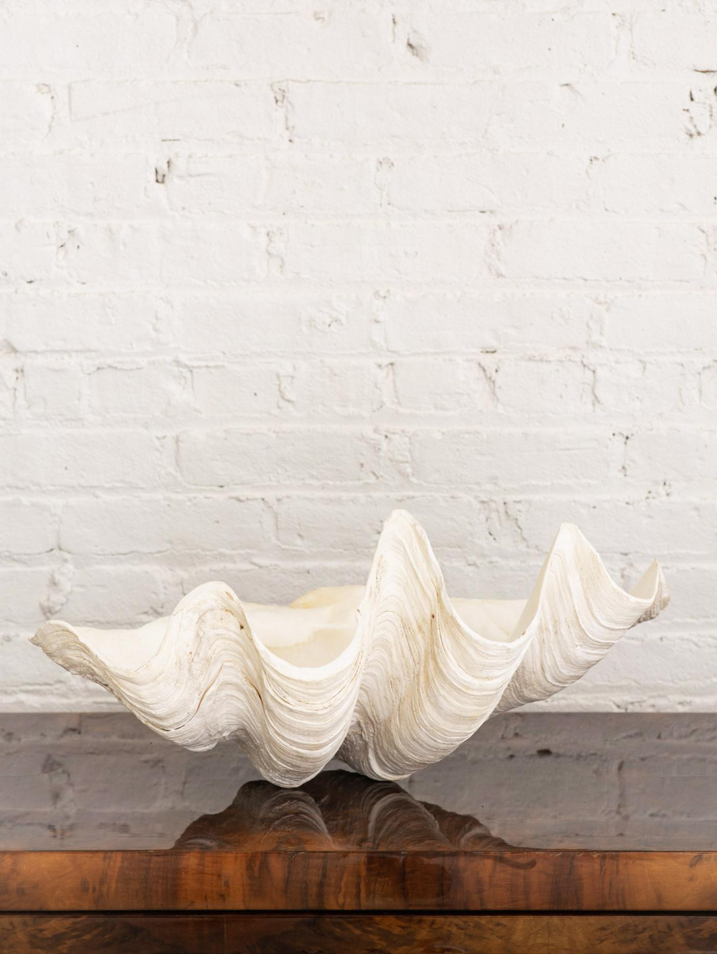 Giant South Pacific Clam Shell Tridacna Gigas