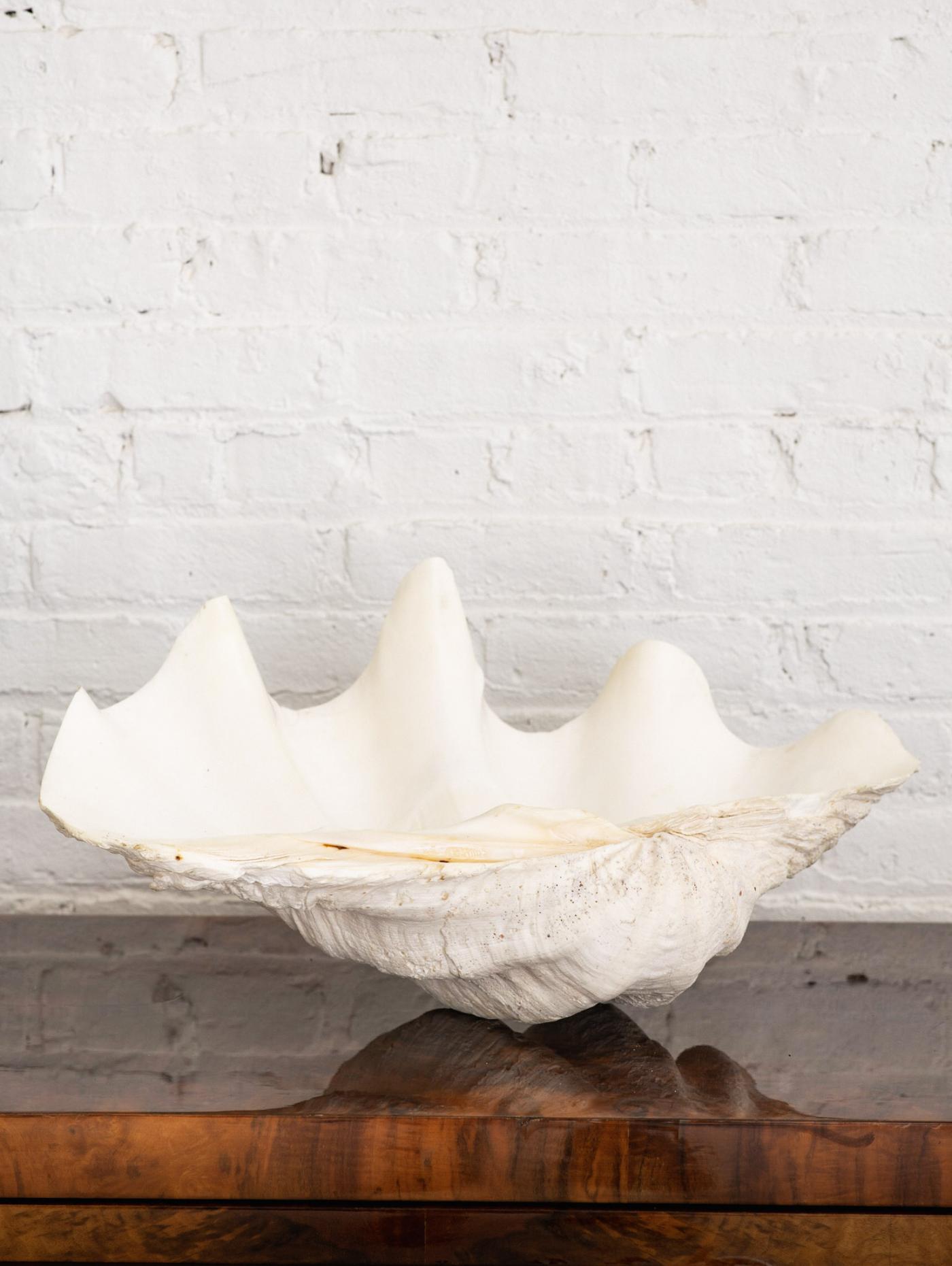 Giant South Pacific Clam Shell Tridacna Gigas