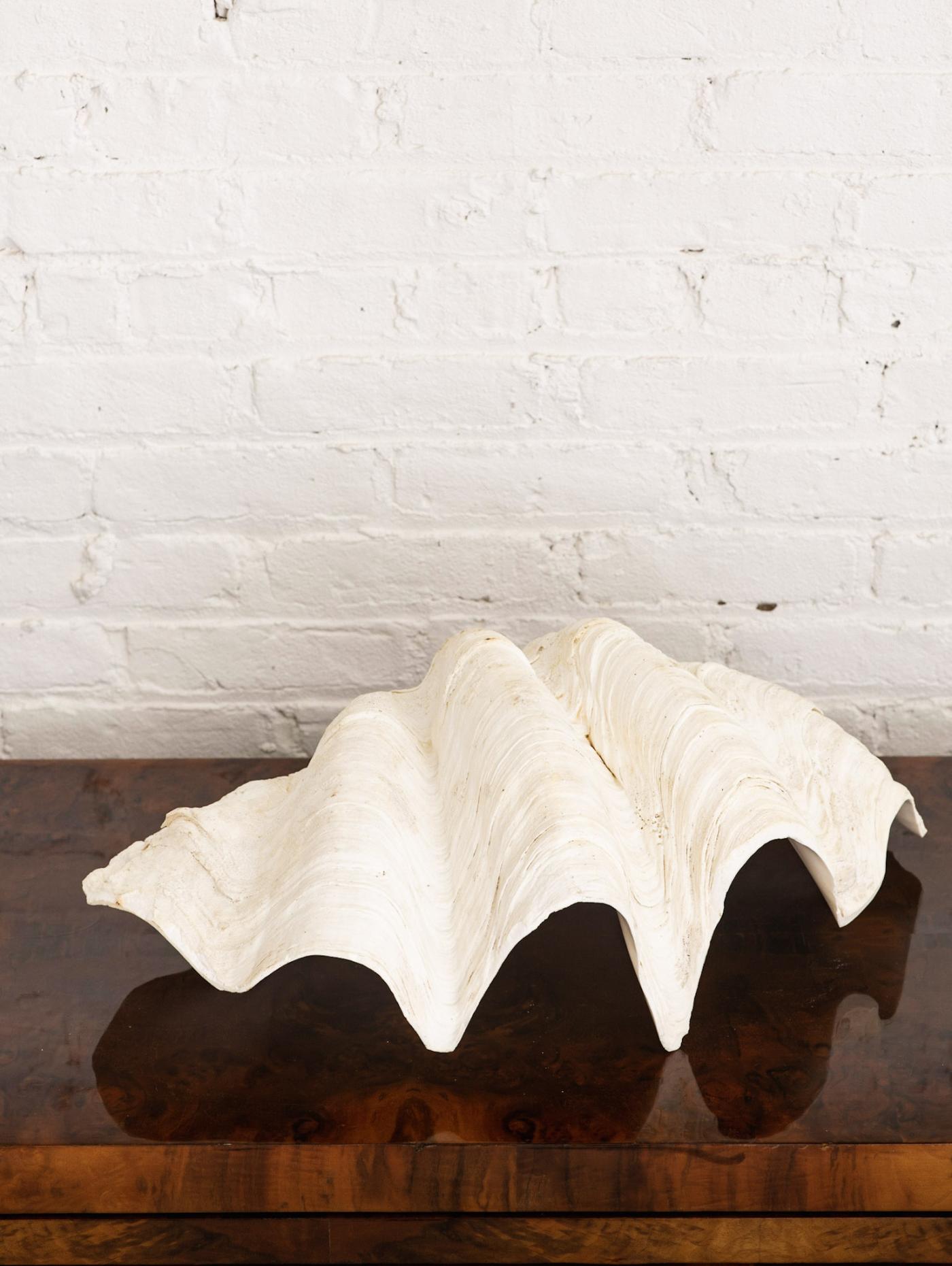 Giant South Pacific Clam Shell Tridacna Gigas