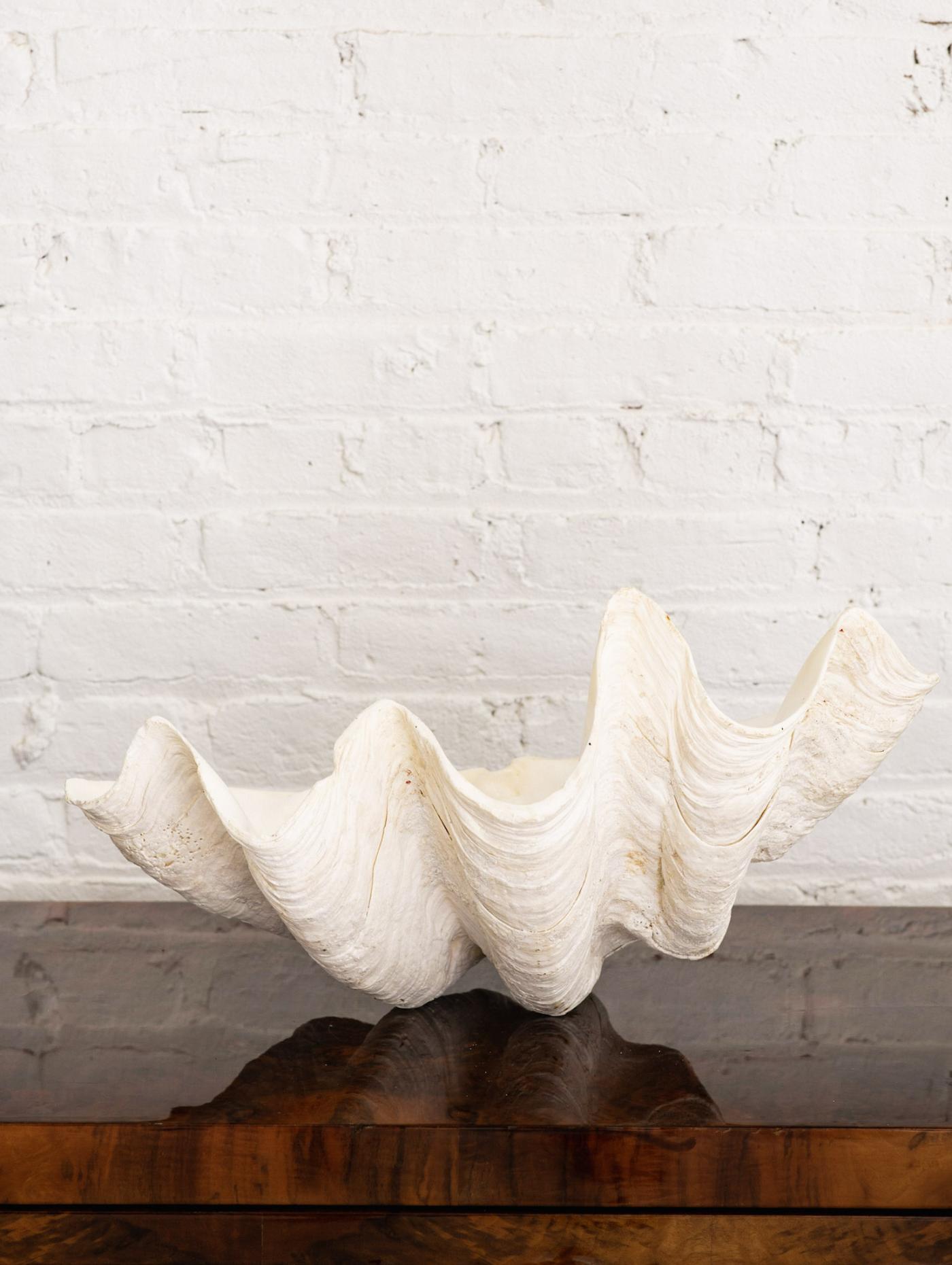 Giant South Pacific Clam Shell Tridacna Gigas