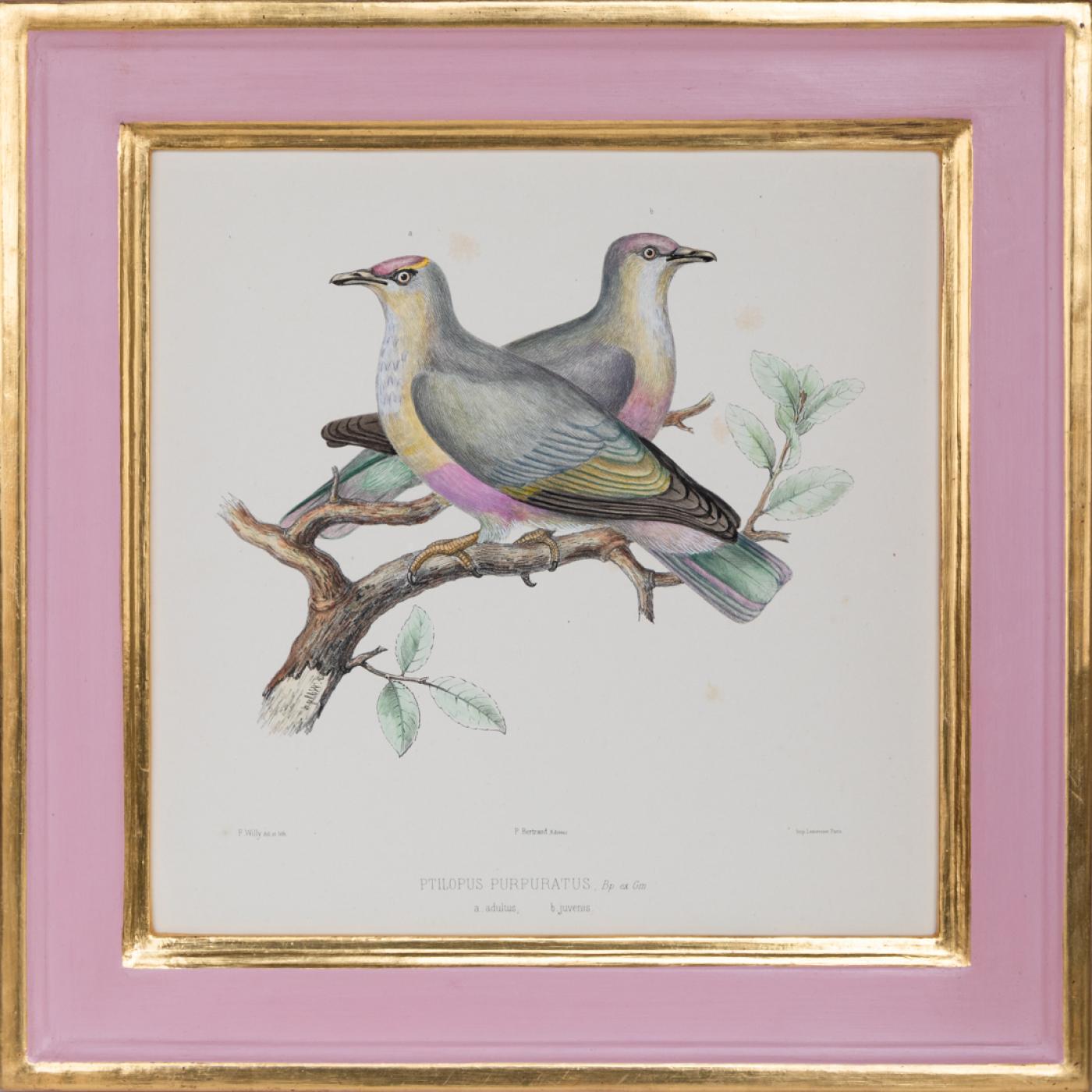 ICONOGRAPHIE DES PIGEONS. BY CHARLES-LUCIEN BONAPARTE IN PINK AND GILT ...