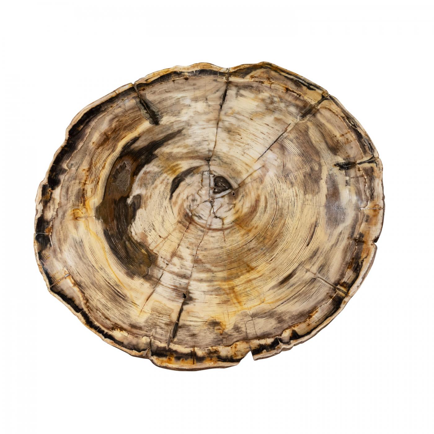 Karl Springer - Karl Springer Exceptional Petrified Wood Coffee Table 1980s