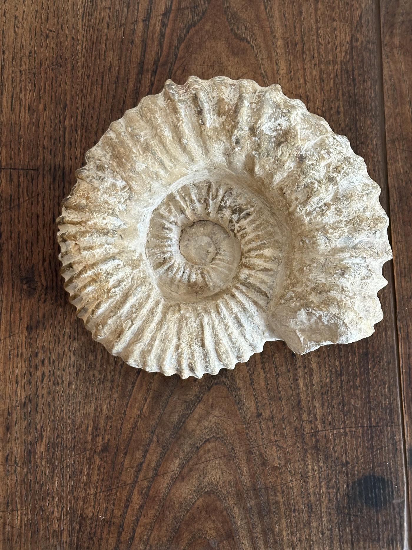 Large Ammonite Fossil
