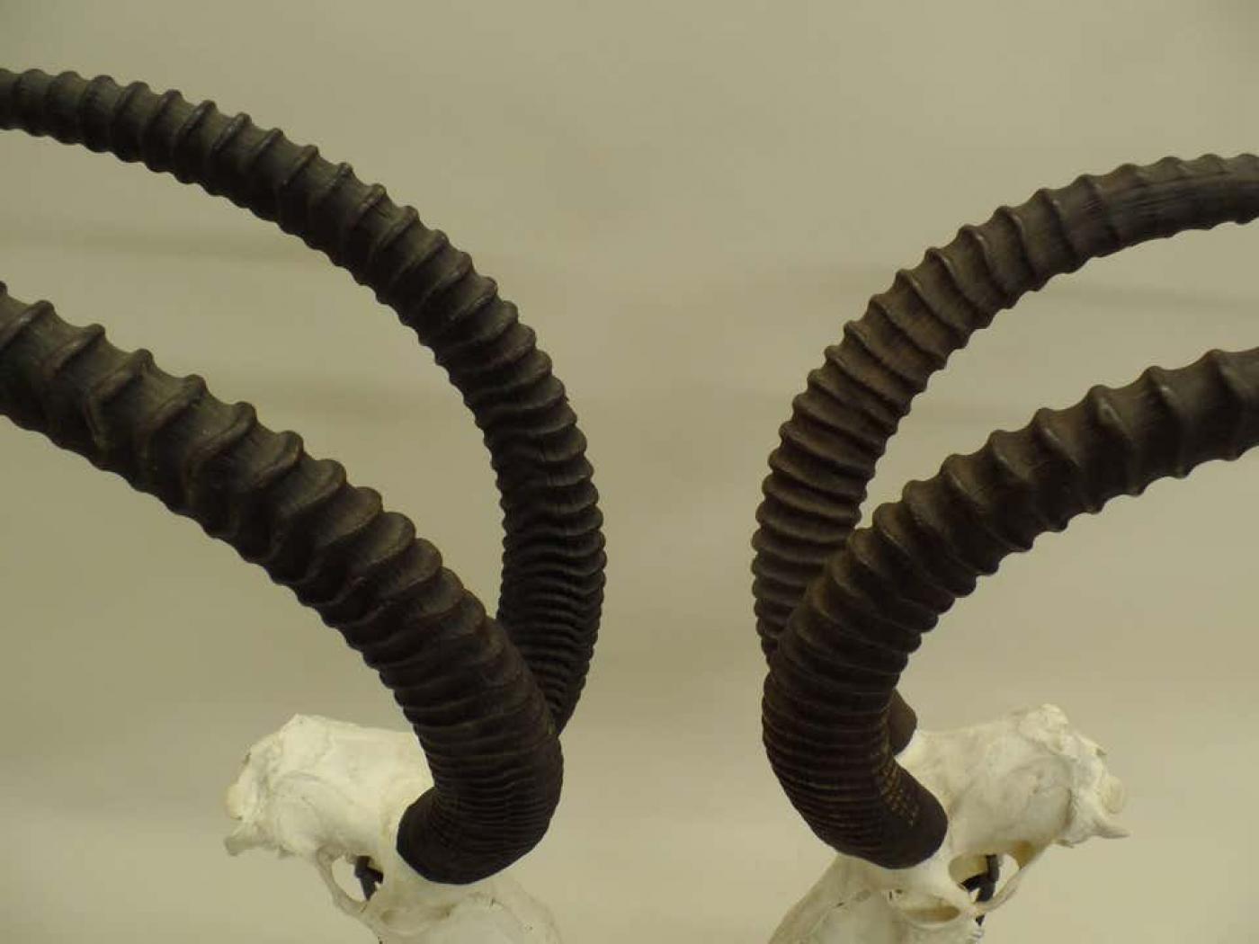 Large Pair of Sable Antelope Mounted Skulls with Curved Ringed Horns