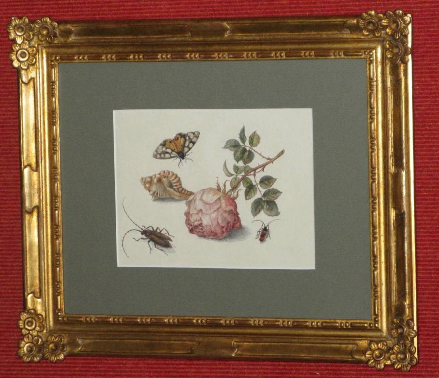Margareta de Heer - Still Life with Rose, Insects, Butterfly and Conch ...