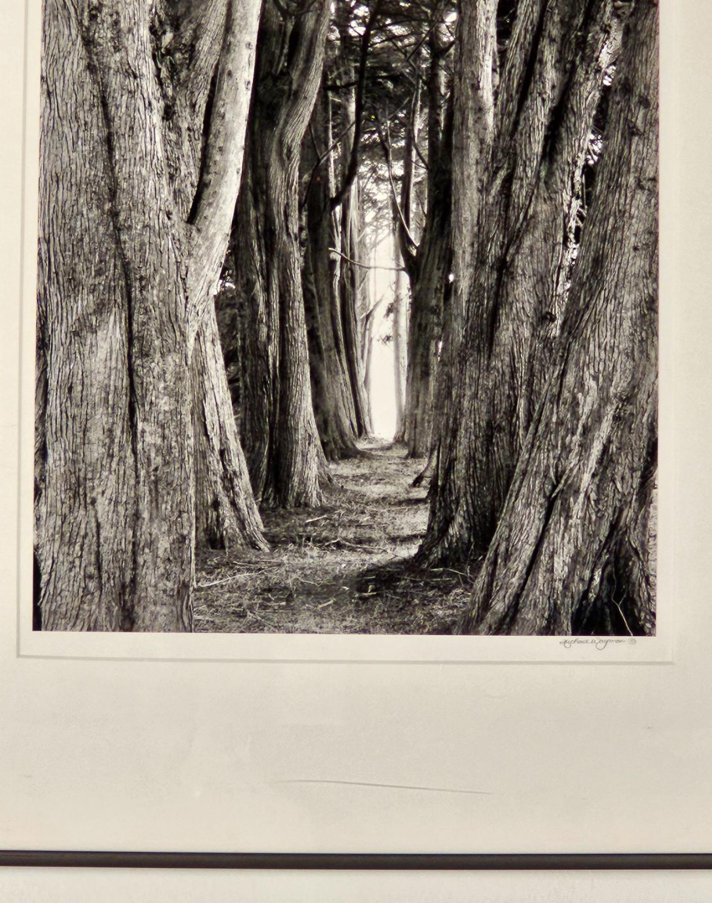 Michael Wayman, "Aisle of Trees — Sea Road", dated 1999