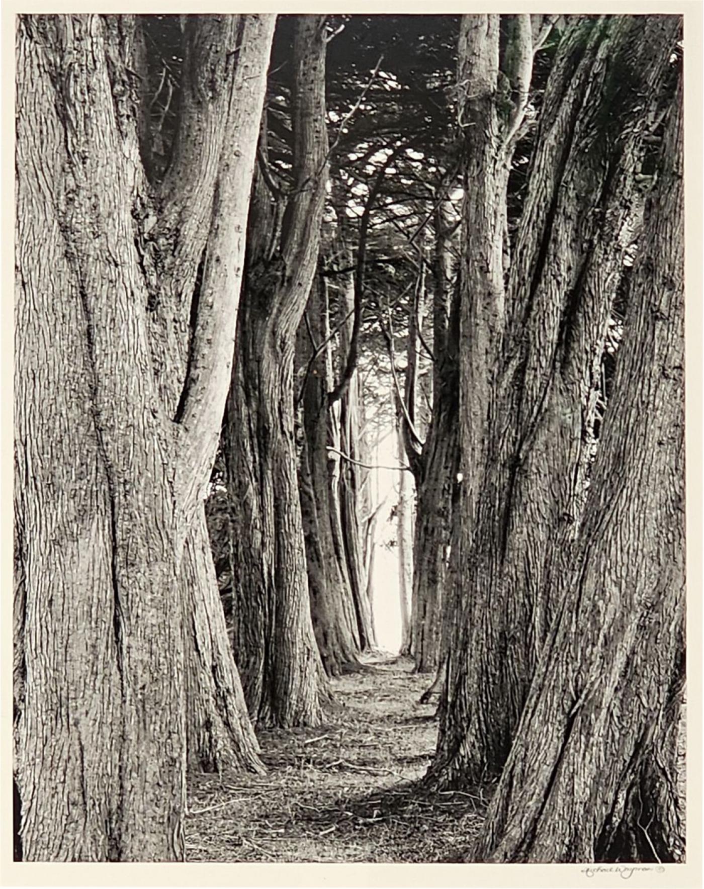 Michael Wayman, "Aisle of Trees — Sea Road", dated 1999