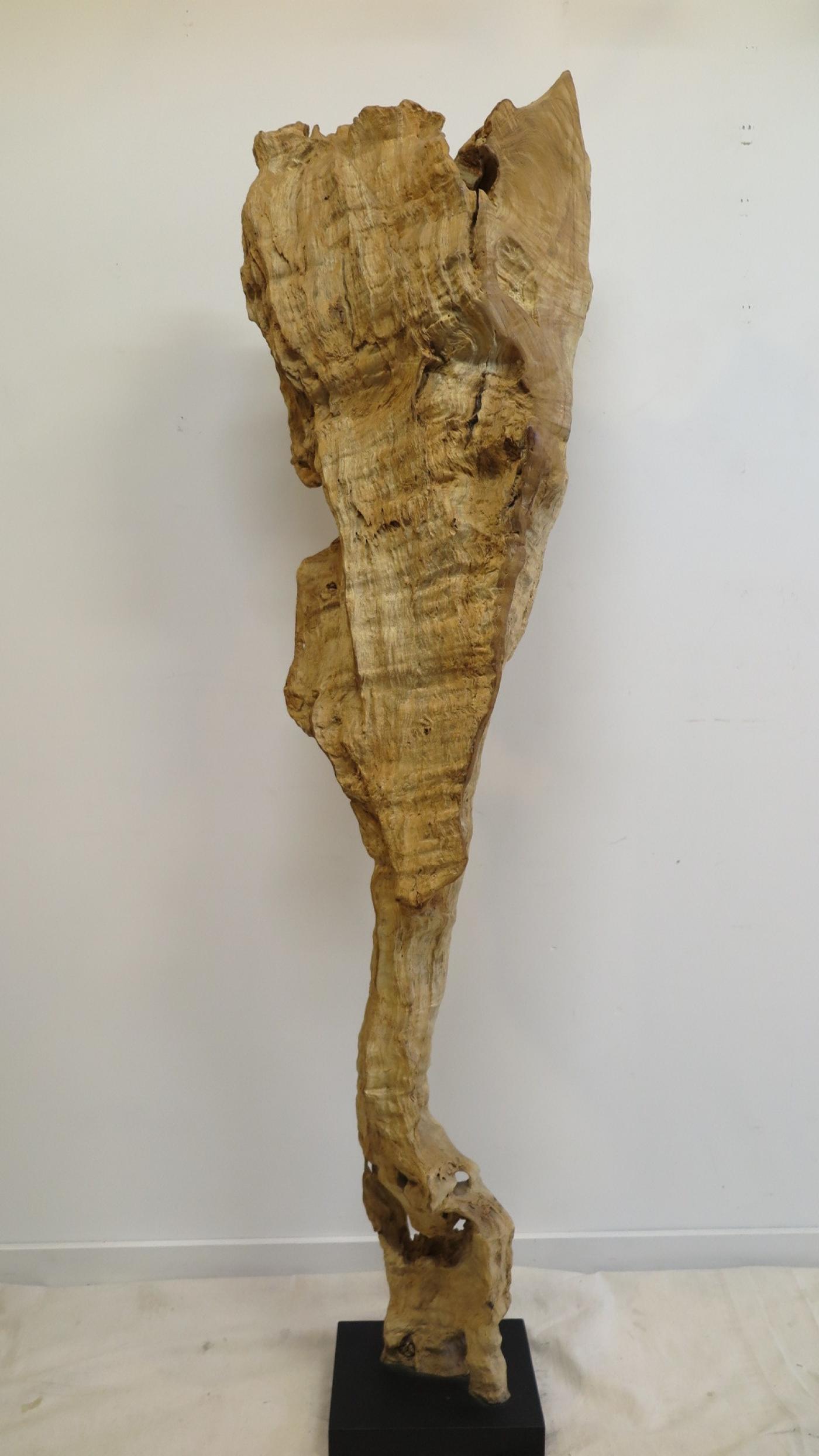Natural Teak Wood Root Sculpture