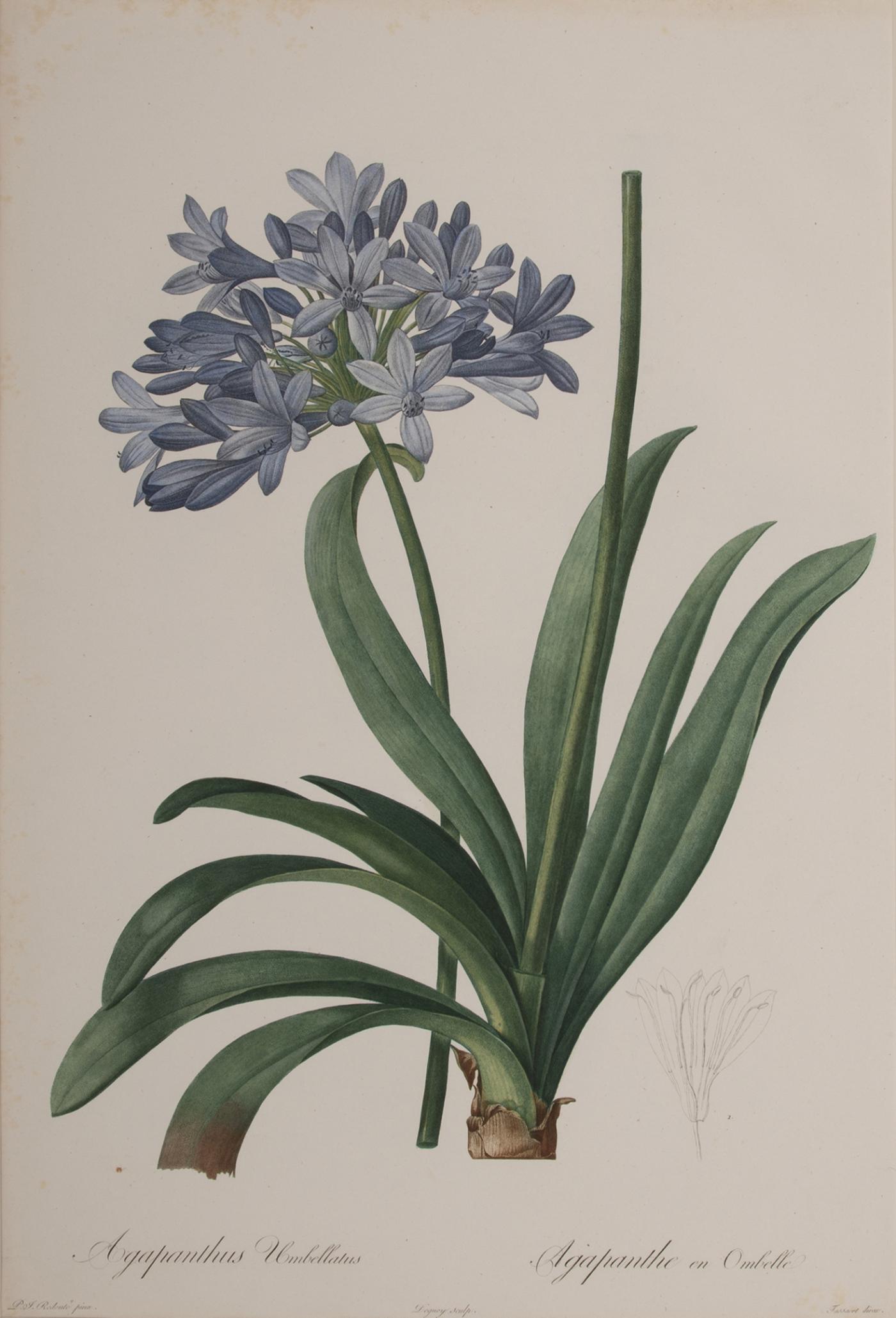Pierre-Joseph Redouté - Agapanthus Umbellatus