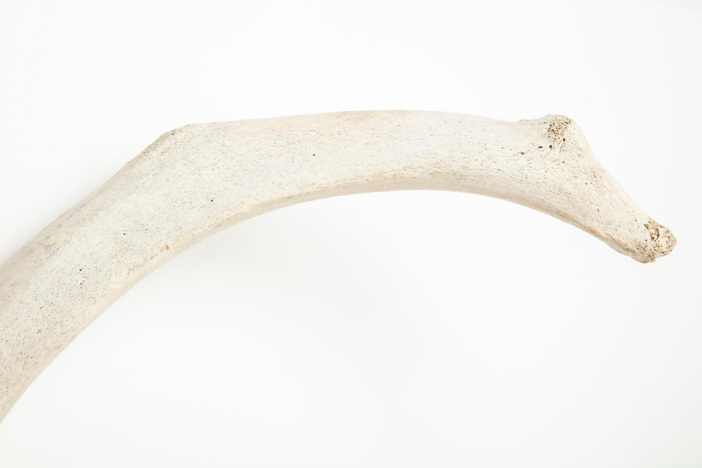 SPERM WHALE RIB BONE