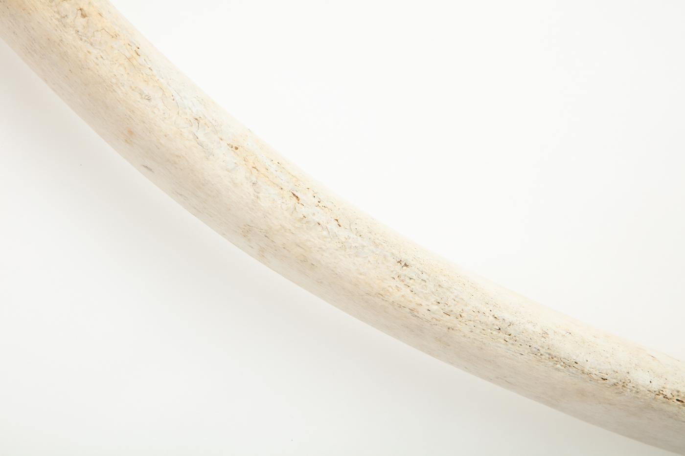SPERM WHALE RIB BONE