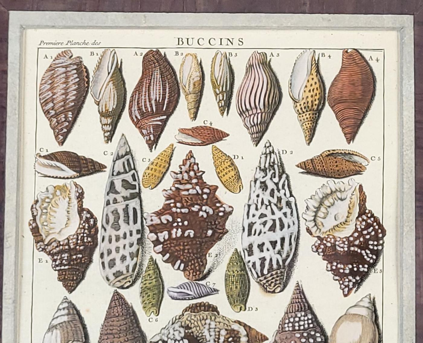Set of Four 18th-Century Hand-Colored Shell Engravings