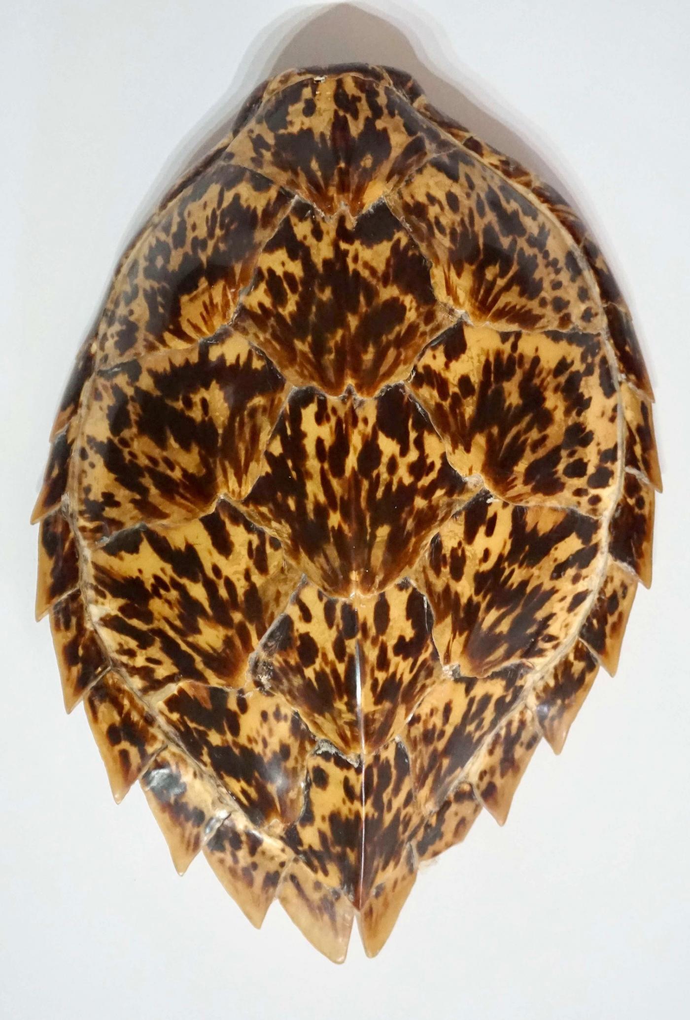 Two 19th Century Hawksbill Turtle Carapaces or Shells