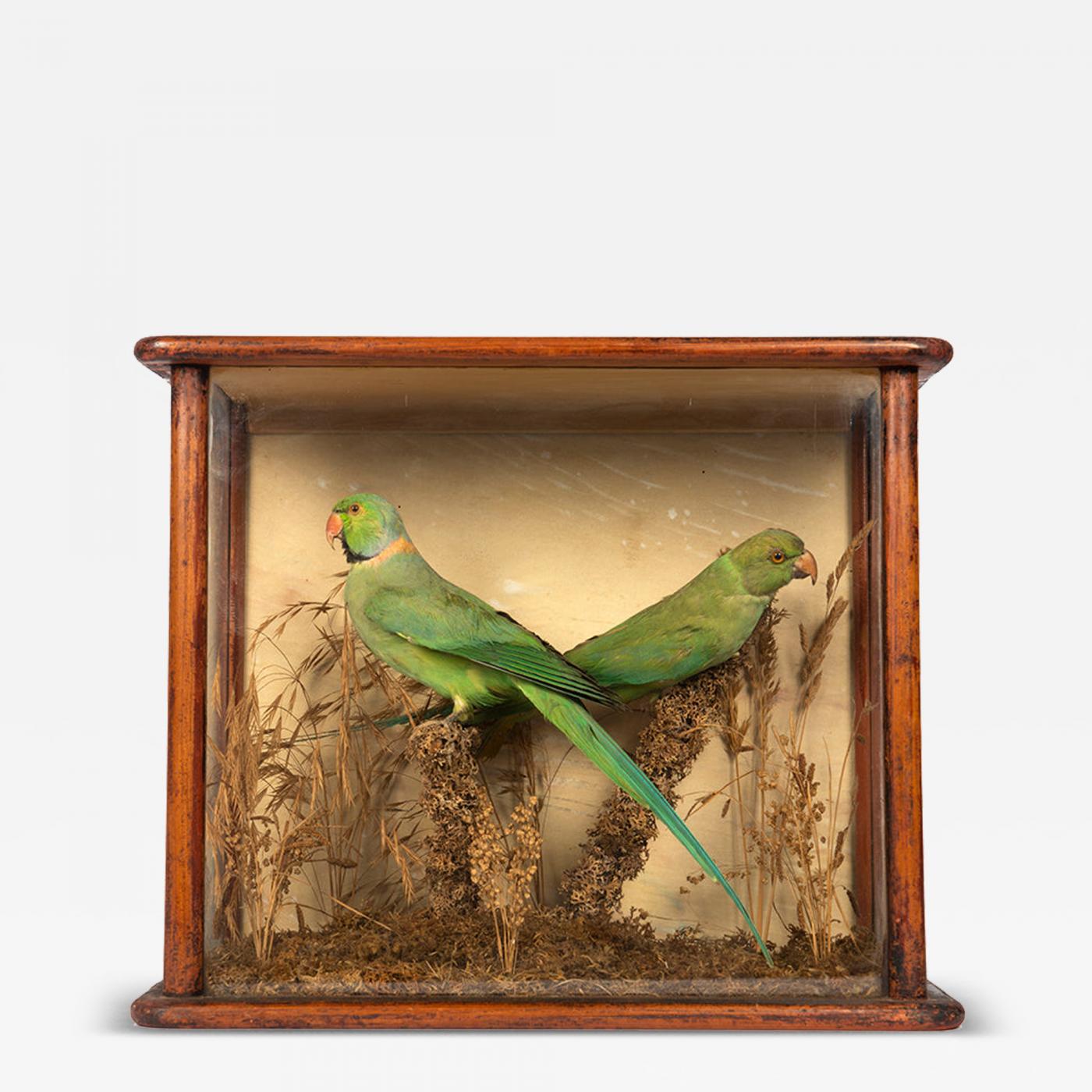Two ring-necked parakeets