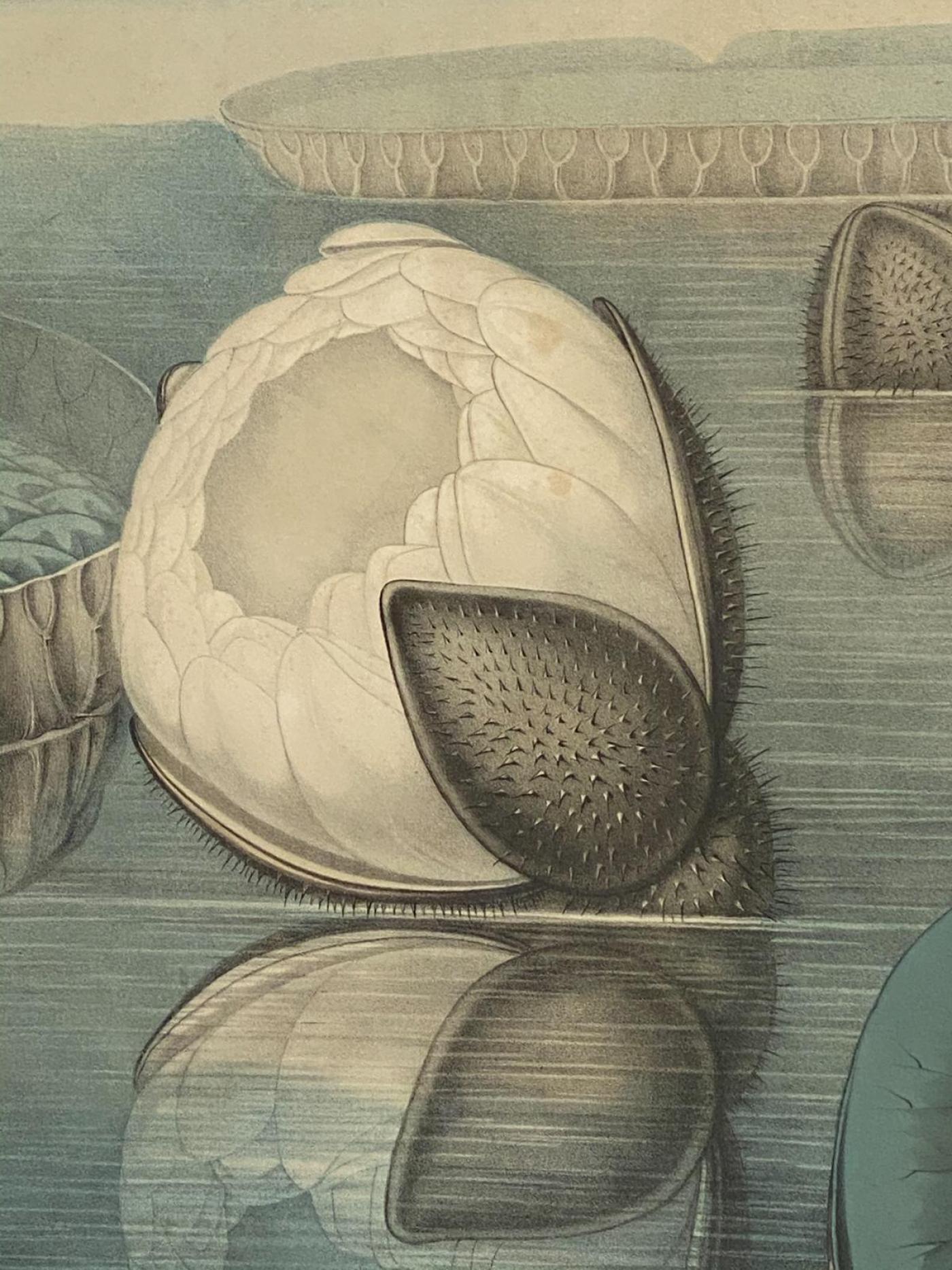 William Sharp - 19th Century William Sharp Water Lily Color Lithograph